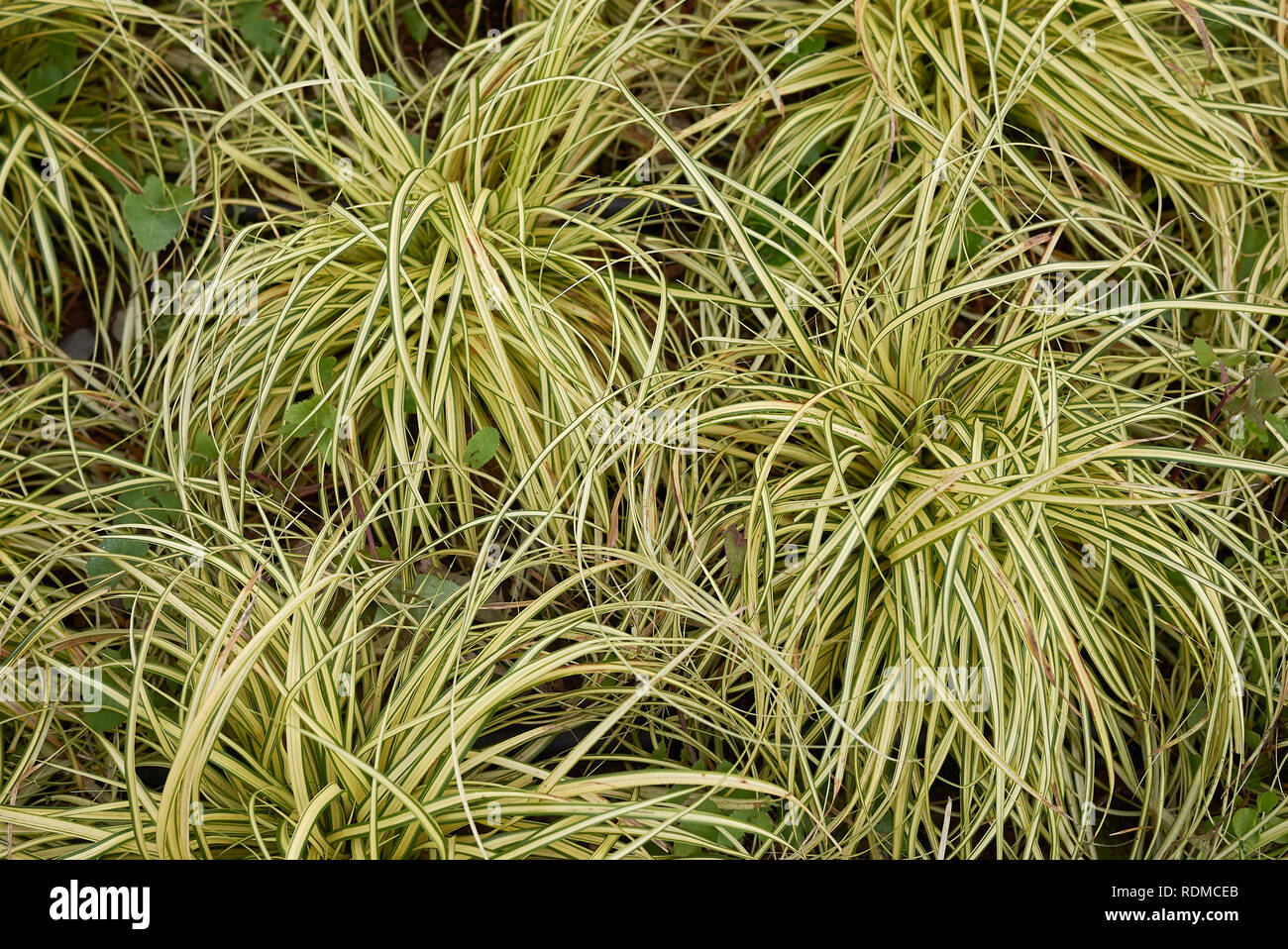 variegated foliage of Carex oshimensis Evergold plants Stock Photo - Alamy