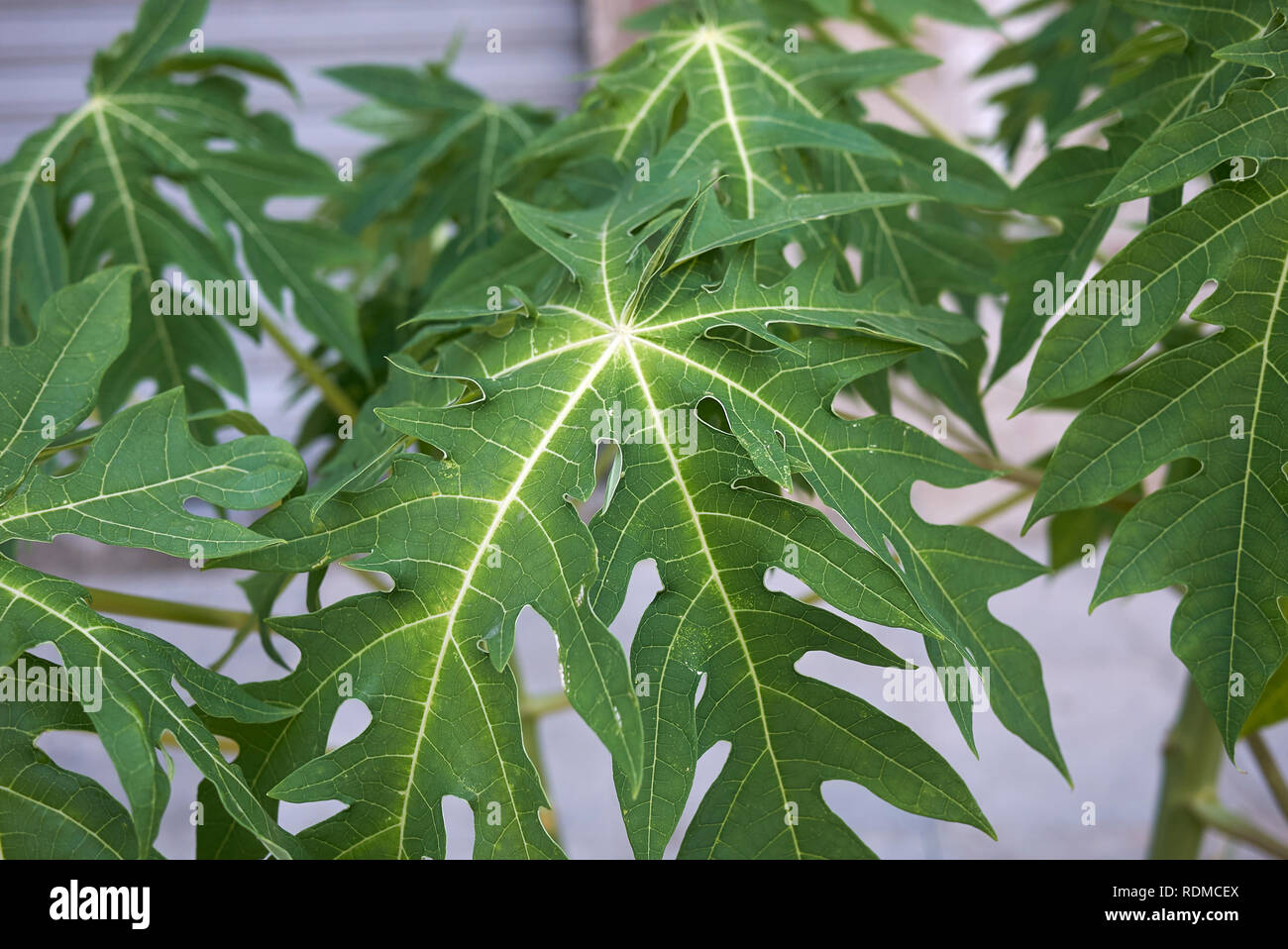 Carica Papaya High Resolution Stock Photography and Images - Alamy
