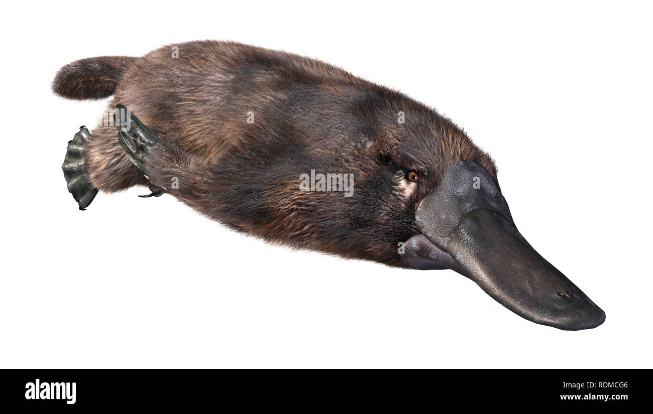 3D rendering of a platypus or Ornithorhynchus anatinus isolated on ...