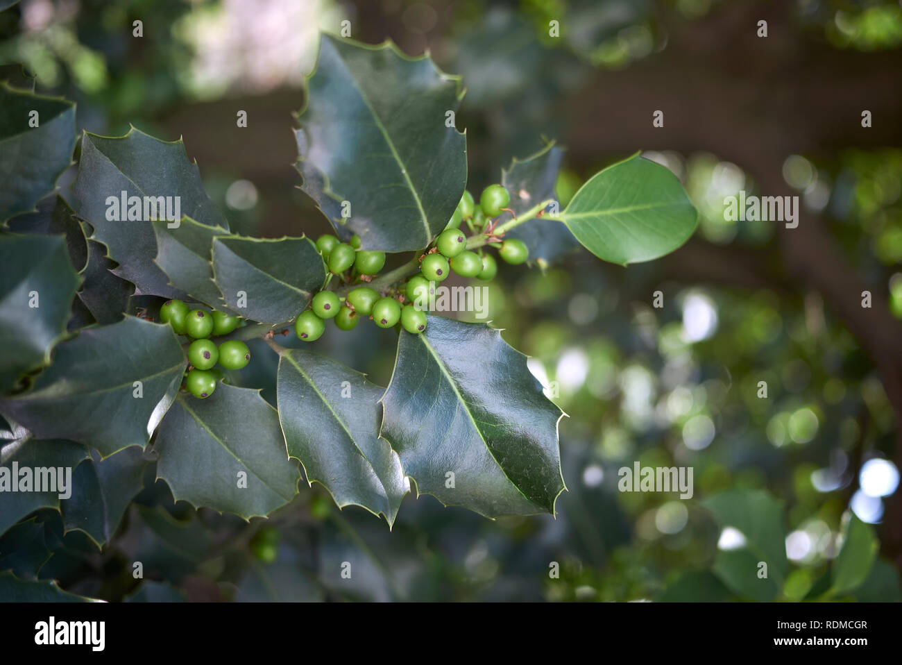 Ilex aquifolium branch with unripe berries Stock Photo - Alamy