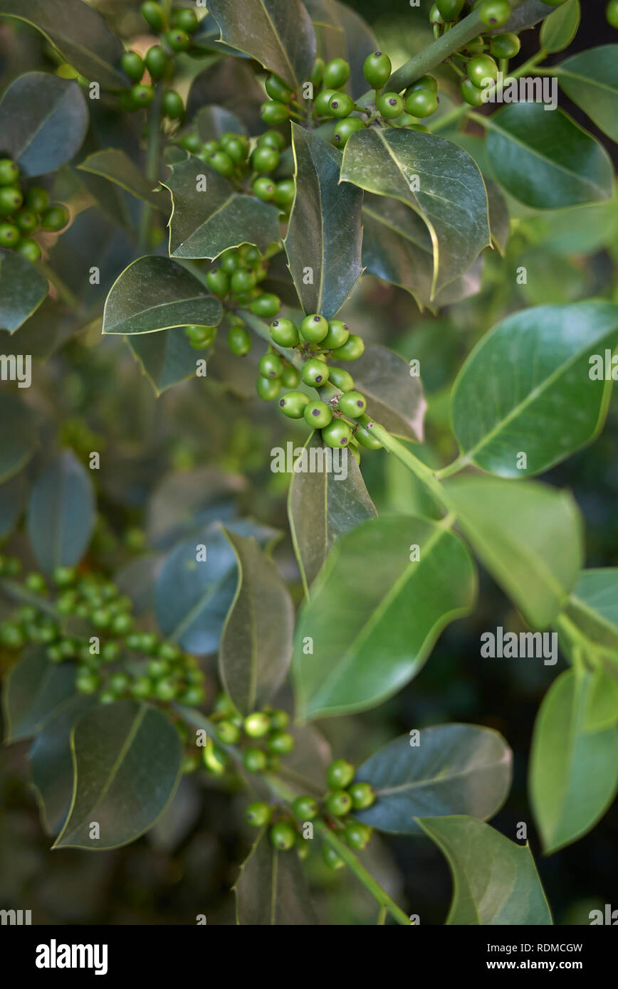 Ilex aquifolium branch with unripe berries Stock Photo - Alamy