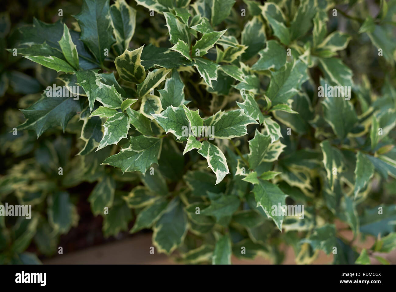 Variegated holly ilex aquifolium hi-res stock photography and images ...