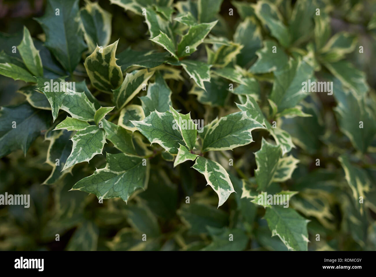 Variegated Holly Ilex Aquifolium High Resolution Stock Photography and ...