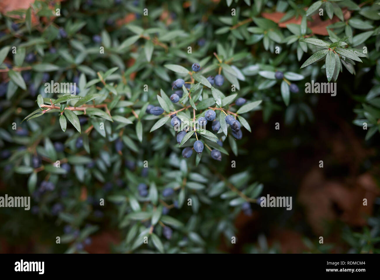 Mirto myrtus communis hi-res stock photography and images - Alamy