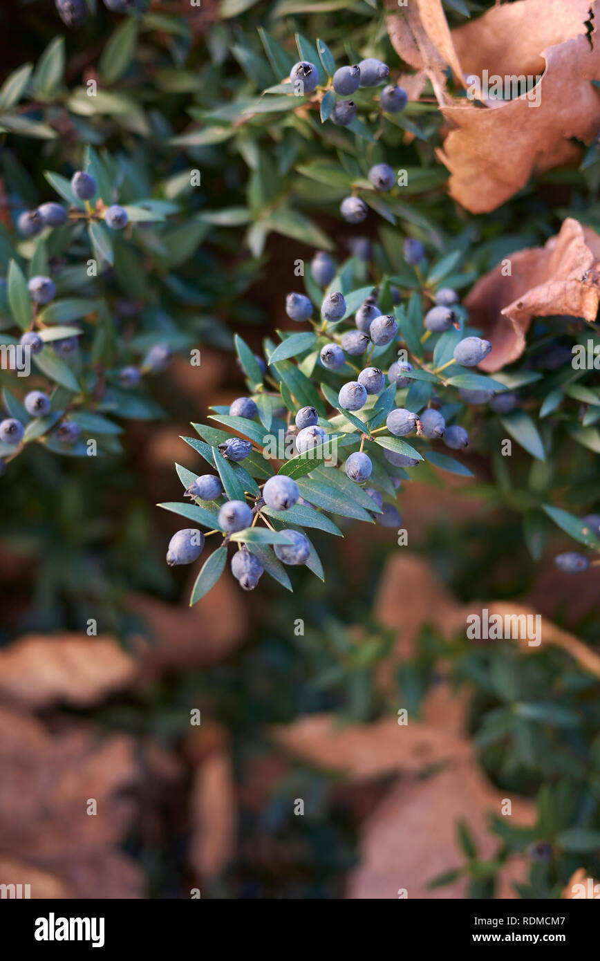 Blue myrtus berry hi-res stock photography and images - Alamy