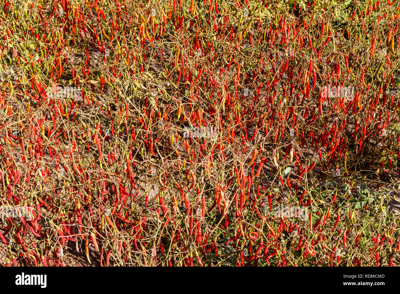 Fresh red chillies growing in the vegetable garden, background Stock ...