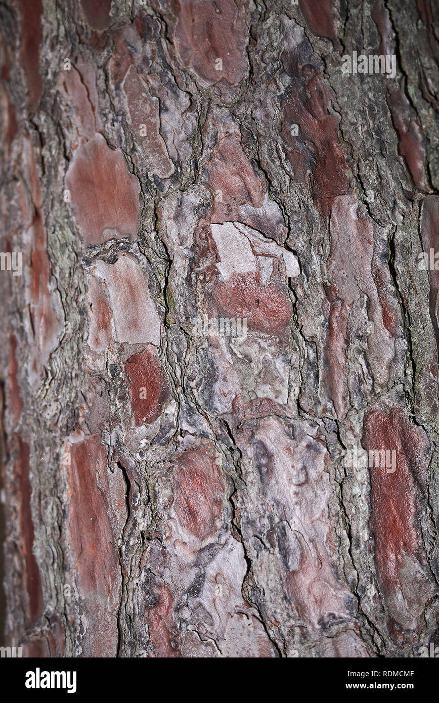 Pinus pinaster hi-res stock photography and images - Alamy