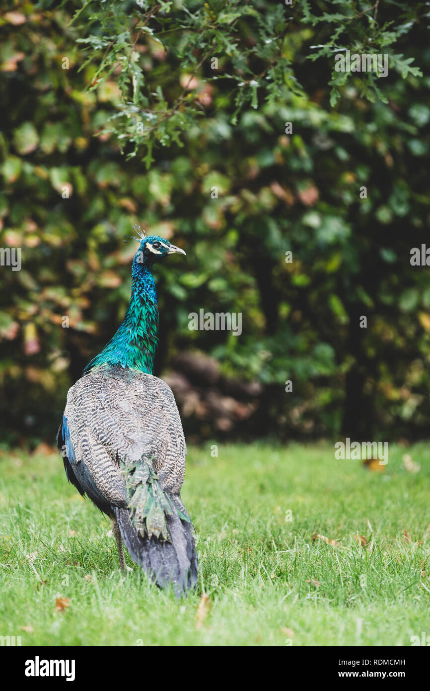 Rear view peacock hi-res stock photography and images - Alamy