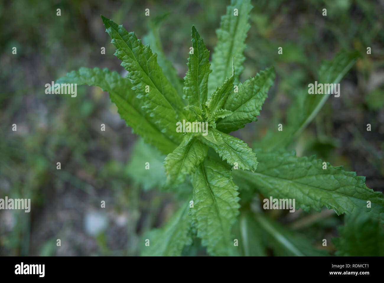Verbascum blattaria hi-res stock photography and images - Alamy