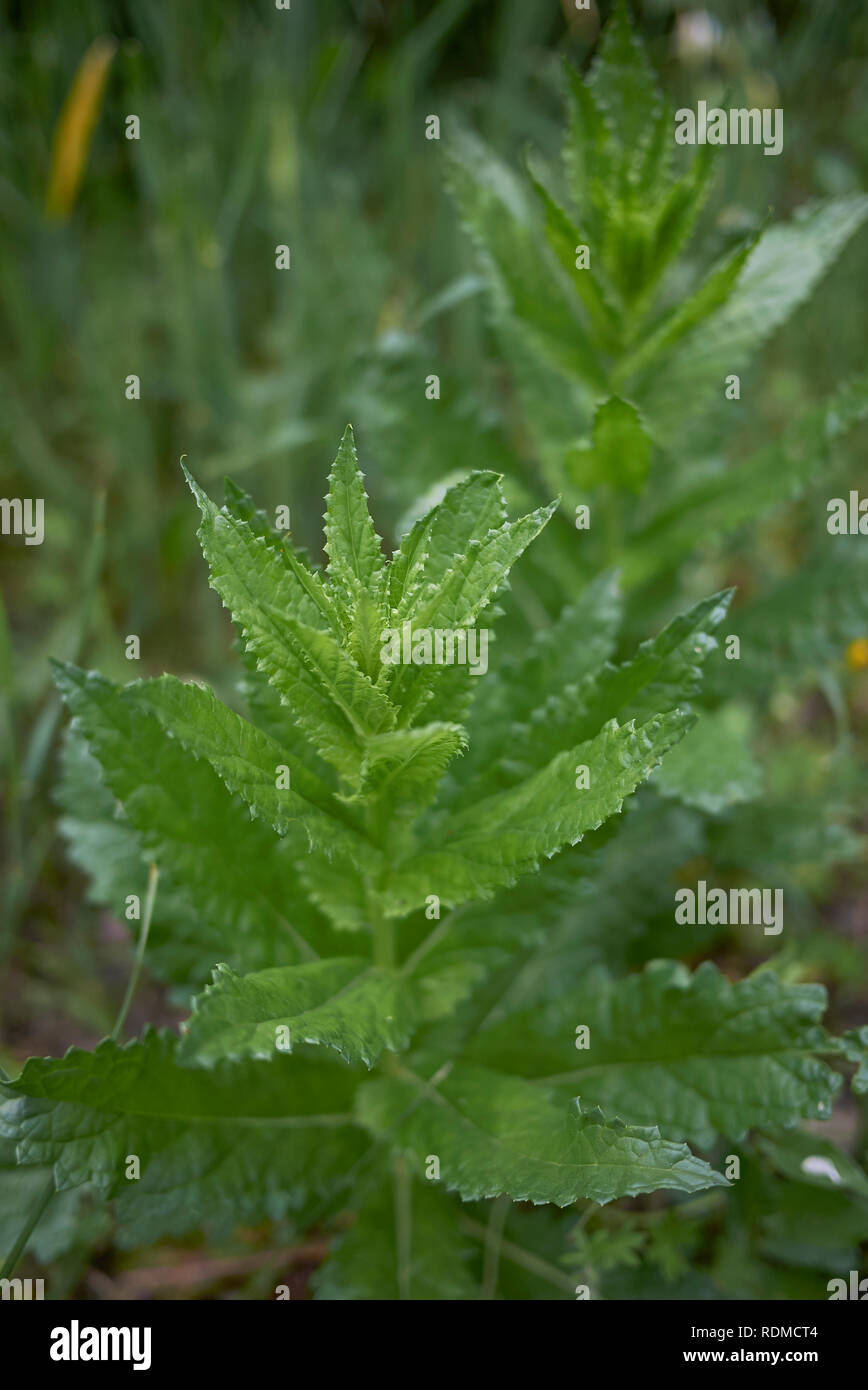 Blattaria hi-res stock photography and images - Alamy