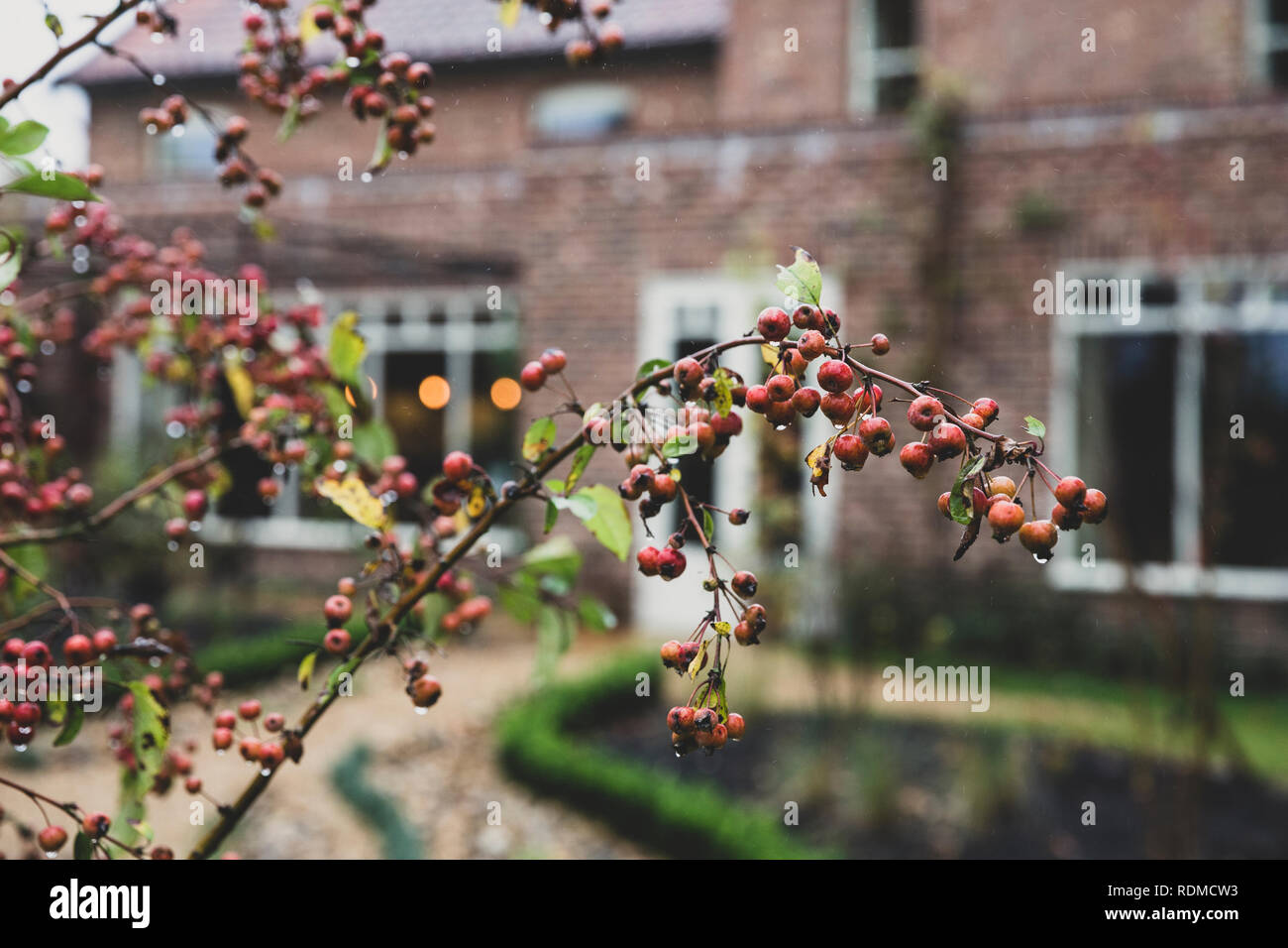 Close up of branch of red crab apple tree with rain drops Stock Photo ...