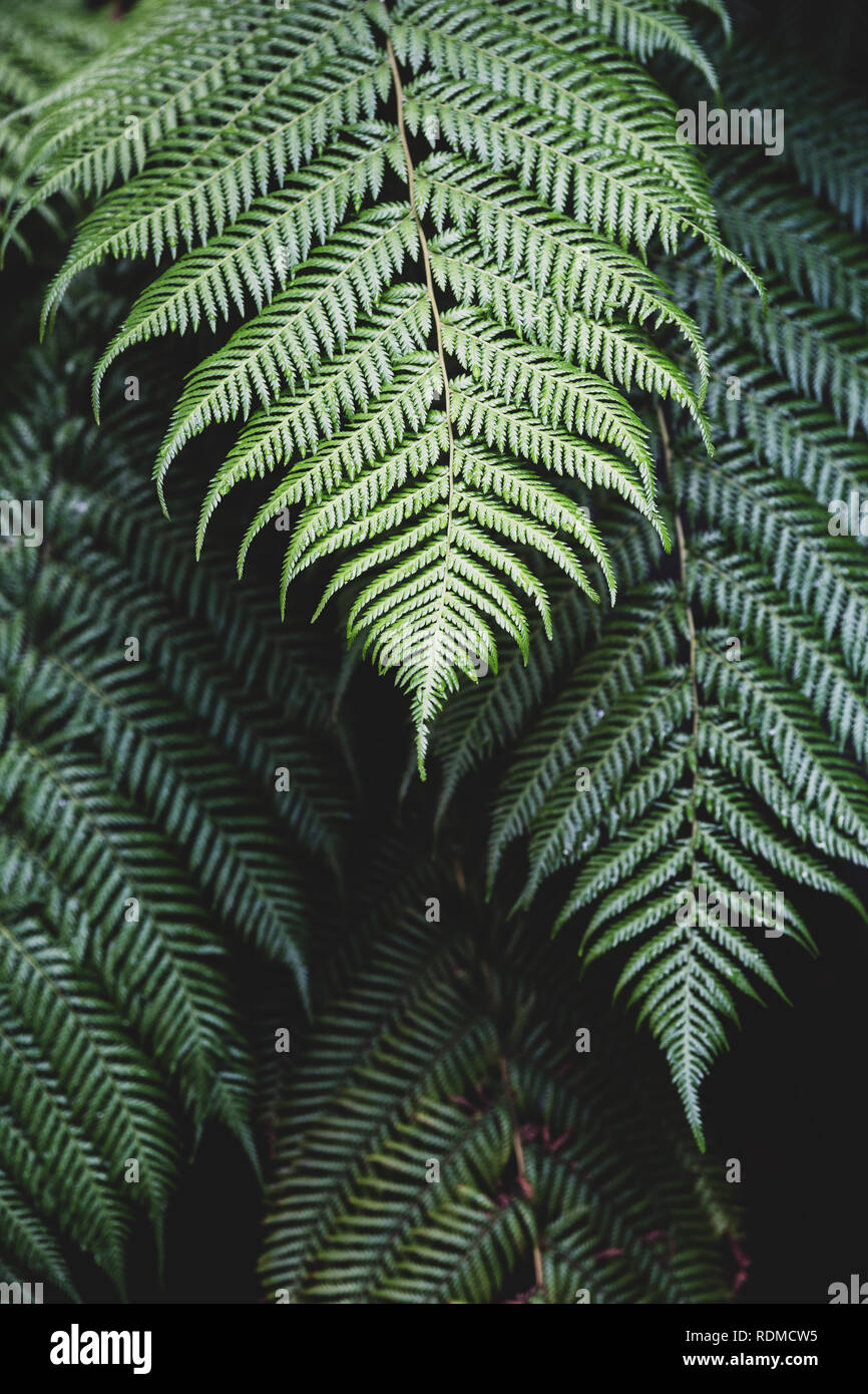 High angle close up of fern leaves Stock Photo - Alamy