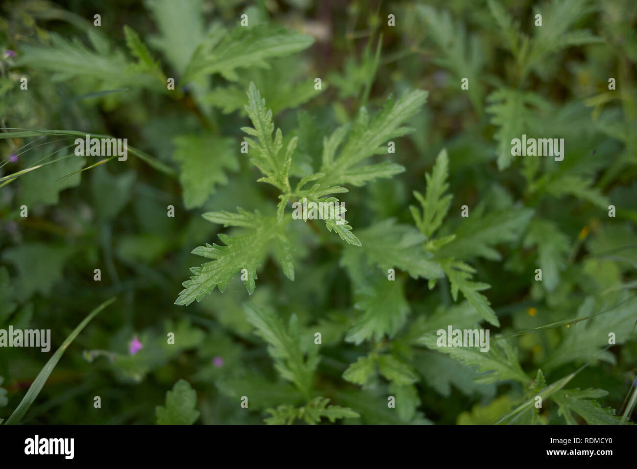 Verbena officinalis fresh leaves Stock Photo - Alamy