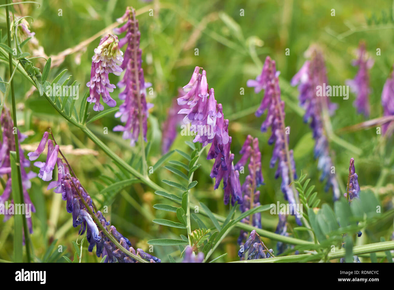 Purple tendrils hi-res stock photography and images - Alamy