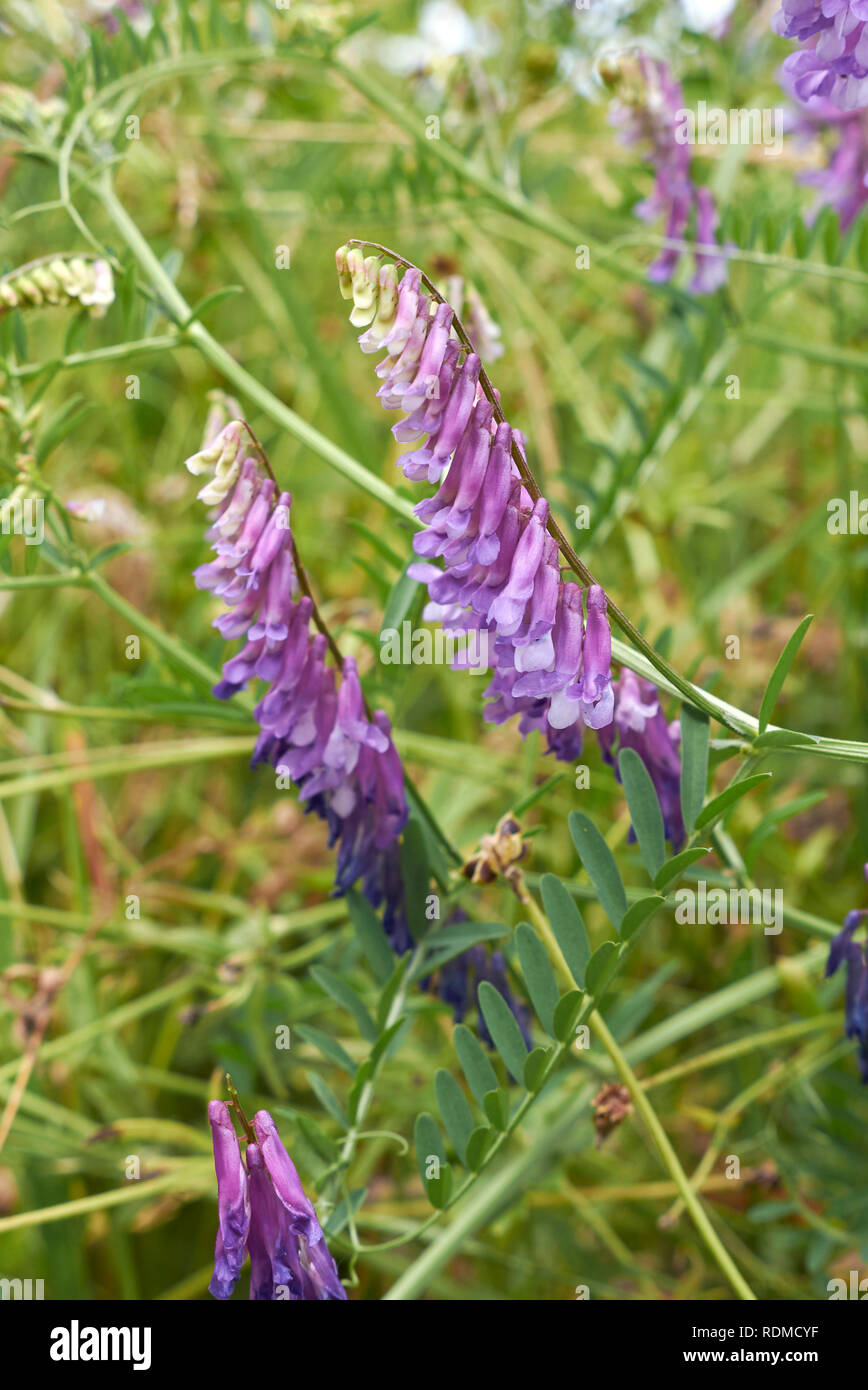 Vicia cracca hi-res stock photography and images - Alamy