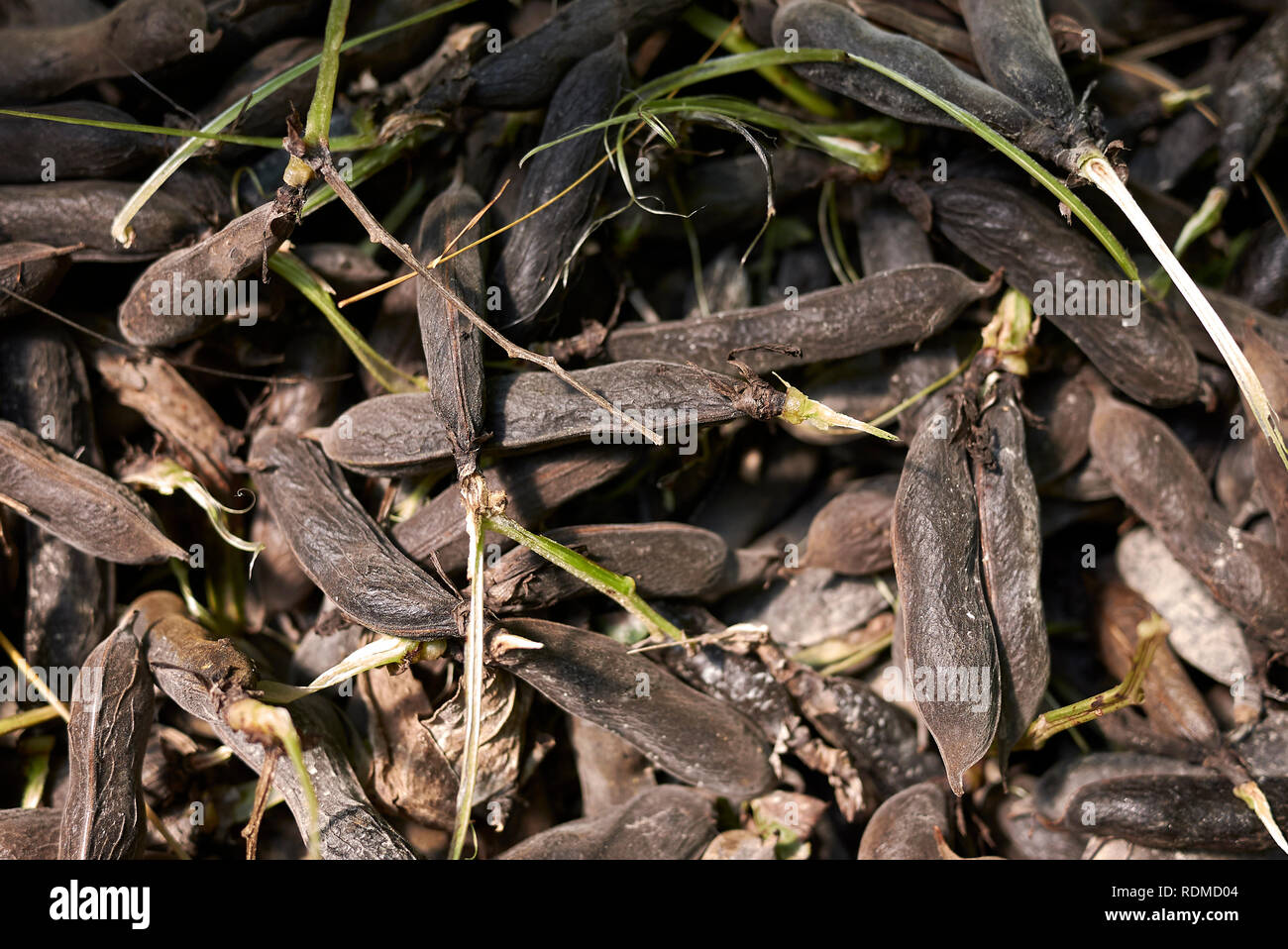 dried horse bean Stock Photo - Alamy