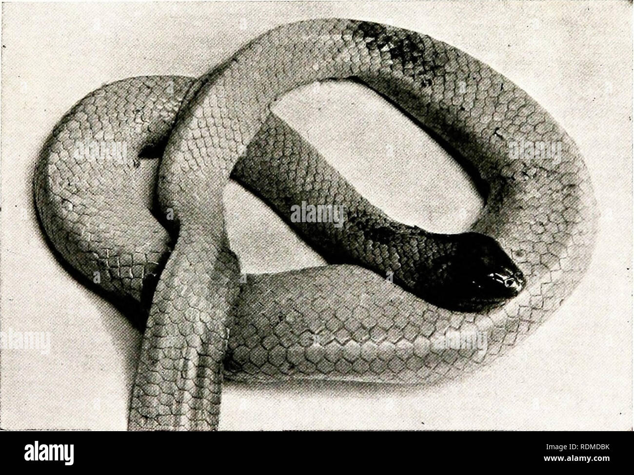 Black neck cobra hi-res stock photography and images - Alamy