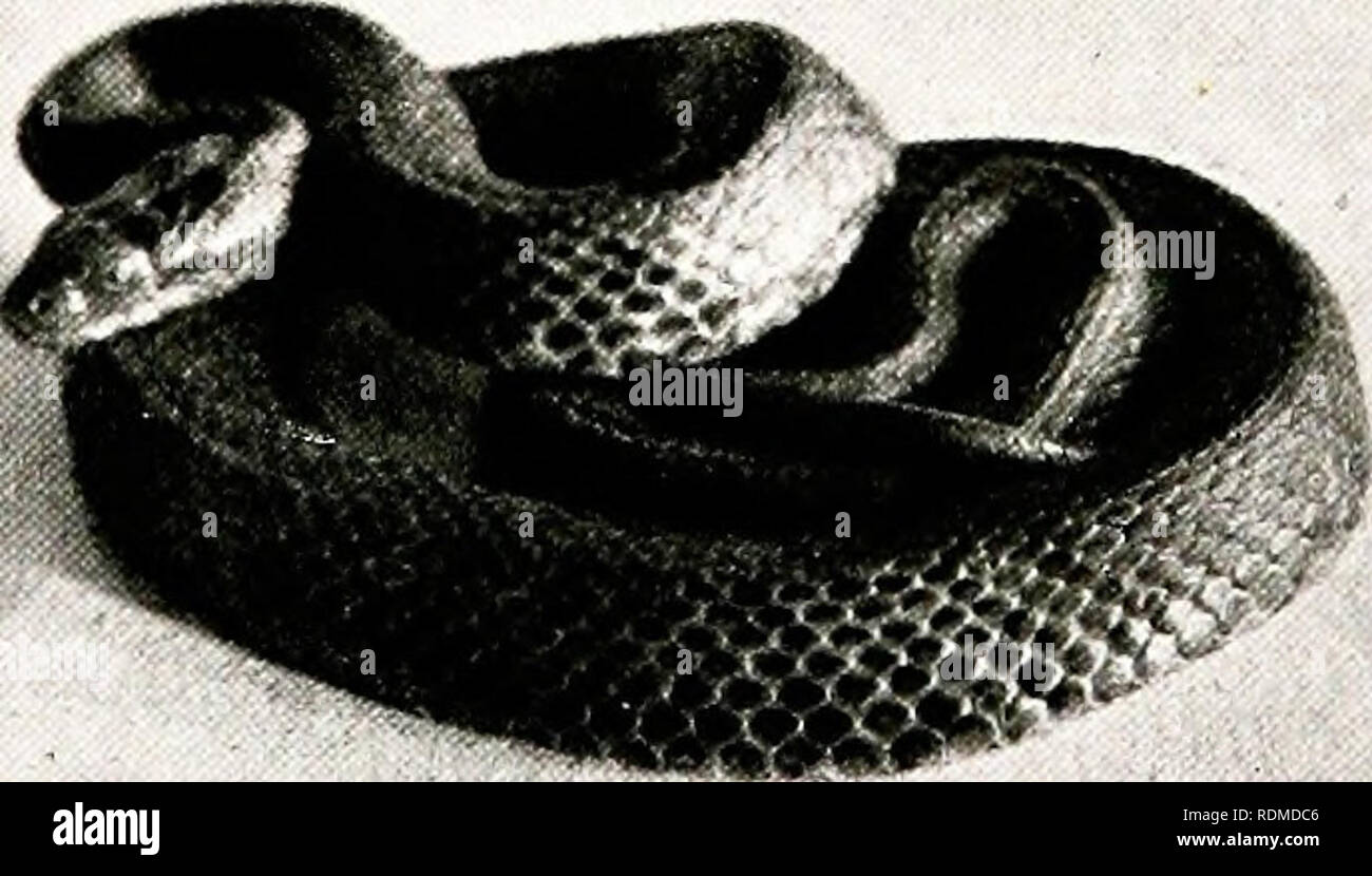 Serpent of sicily hi-res stock photography and images - Alamy