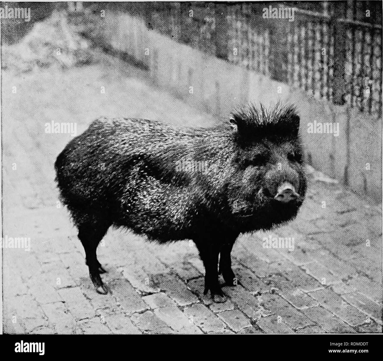Peccary pigs Black and White Stock Photos & Images - Alamy