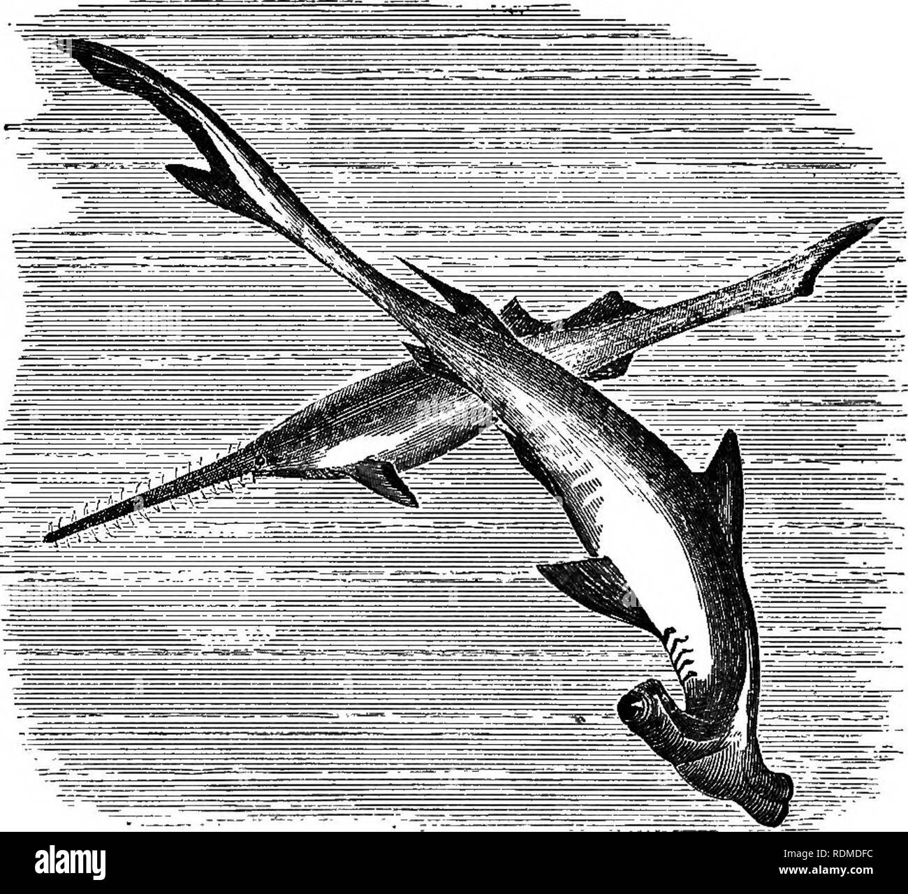 Double headed fish Black and White Stock Photos & Images - Alamy