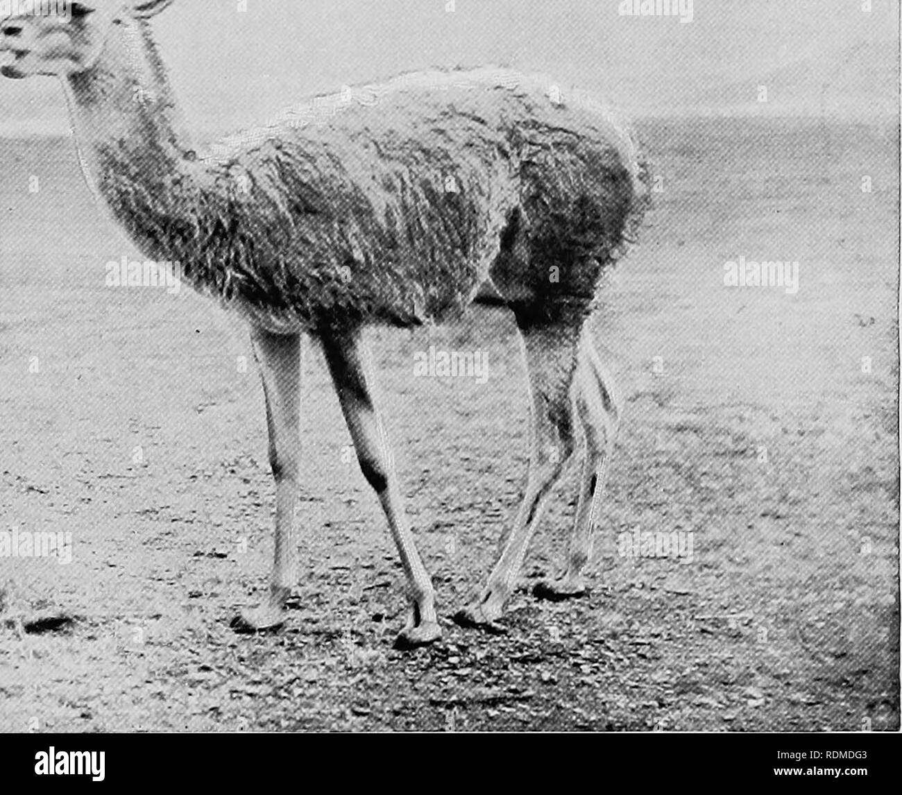 . Mammals of other lands;. Mammals. THE CAMEL TRIBE AND THE CHEVROTAINS ...