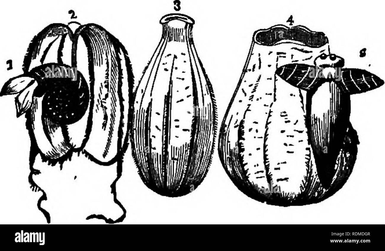 Vegetable curiosities Cut Out Stock Images & Pictures - Alamy