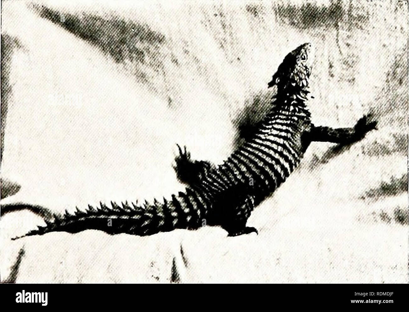 Bipedal locomotion hi-res stock photography and images - Alamy