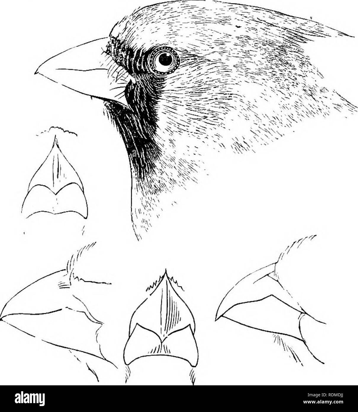 Carpal edge hi-res stock photography and images - Alamy