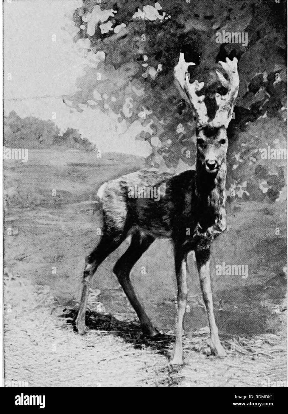 Black muntjac hi-res stock photography and images - Alamy