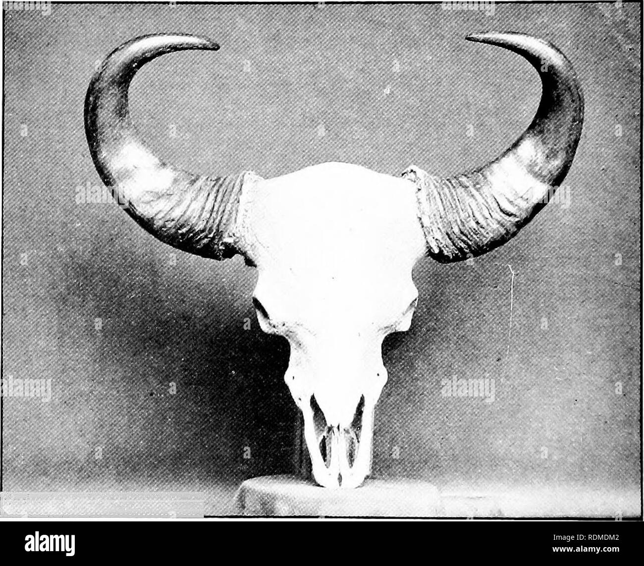 Gaur images hi-res stock photography and images - Alamy