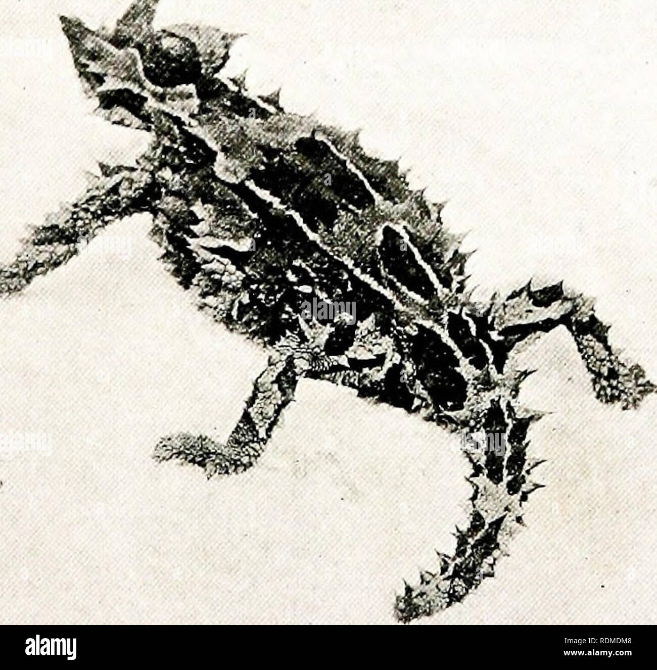 . Birds of other lands, reptiles, fishes, jointed animals and lower ...