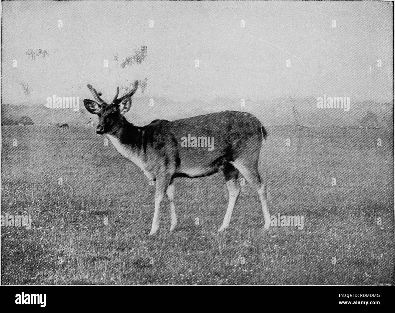 Timor rusa deer Black and White Stock Photos & Images - Alamy