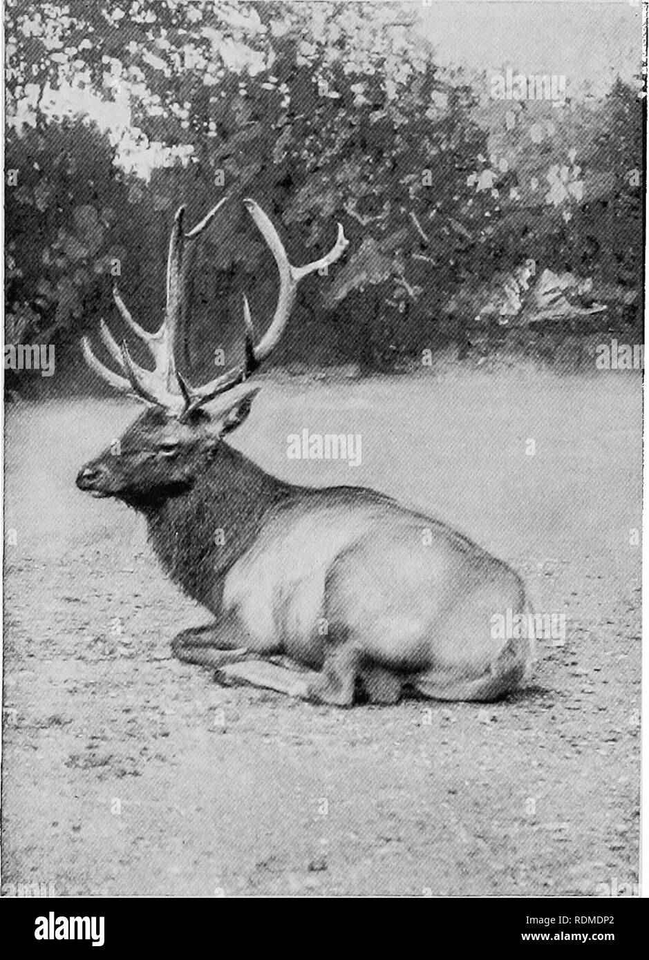 Sir edwin landseer shooting hi-res stock photography and images - Alamy