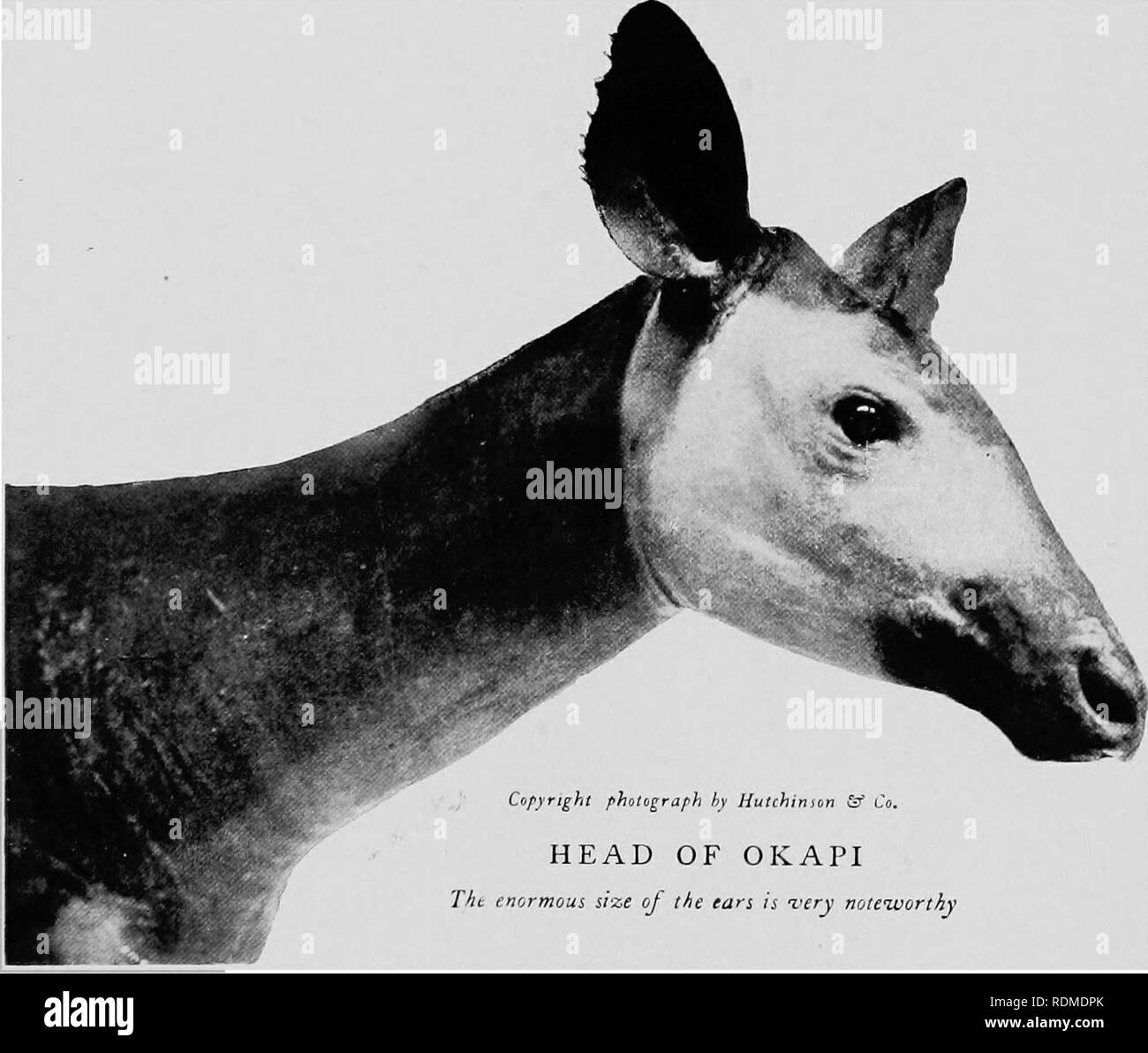 Okapi male Black and White Stock Photos & Images - Alamy