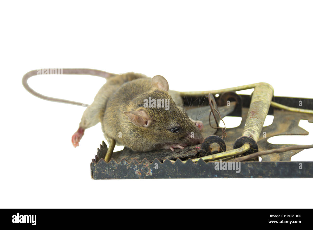 The mouse in a mousetrap it is isolated on a white background Stock ...