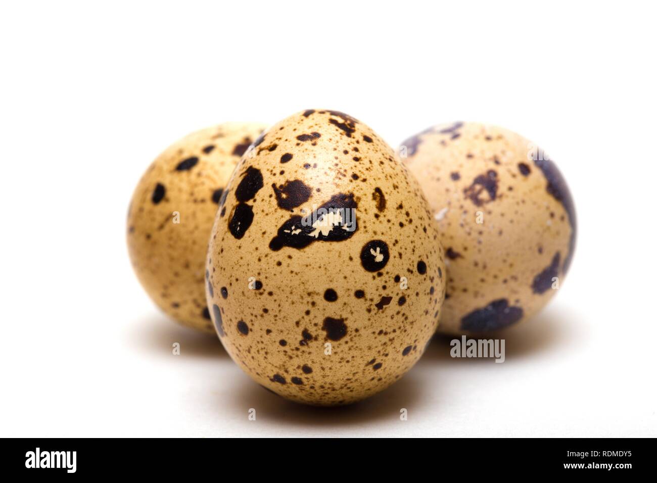 quail egg isolated on a white Stock Photo - Alamy