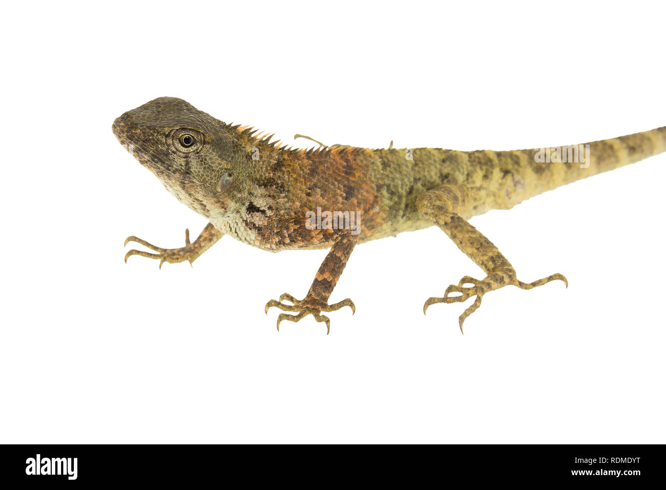 Close up chameleon isolated on white background Stock Photo - Alamy