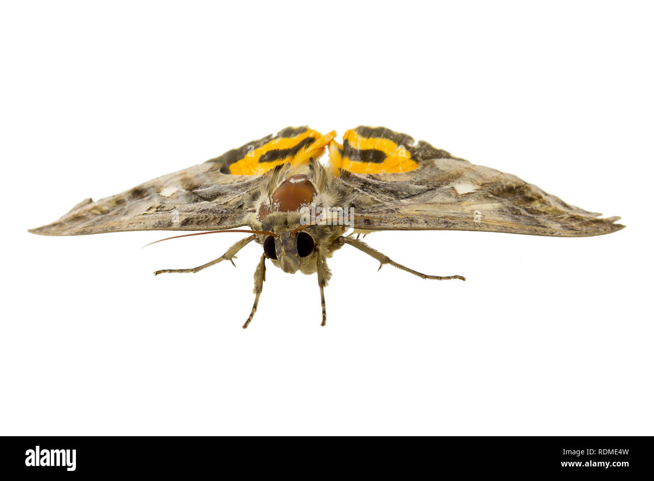 Beautiful yellow butterfly isolated on white background Stock Photo - Alamy