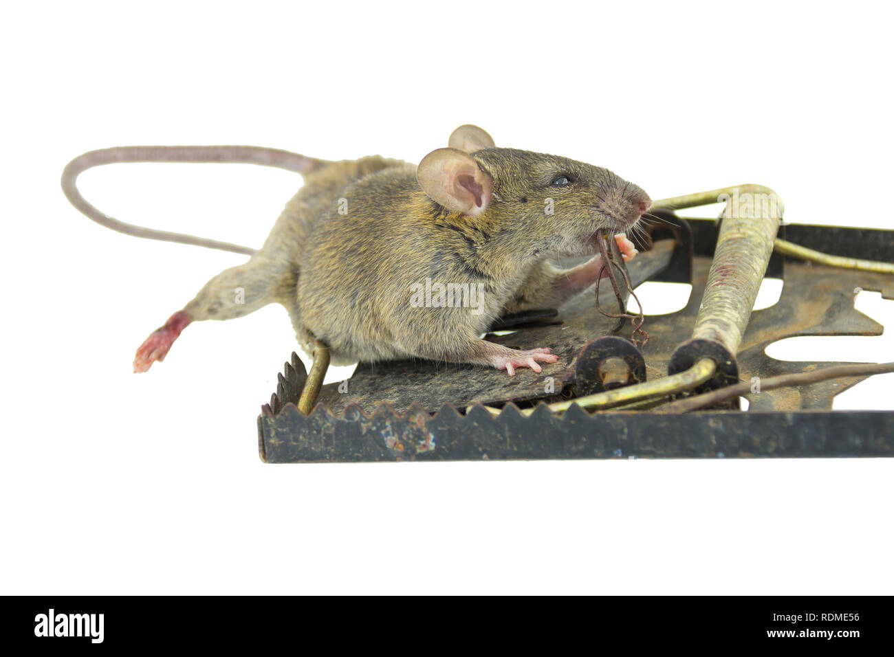 The mouse in a mousetrap it is isolated on a white background Stock ...