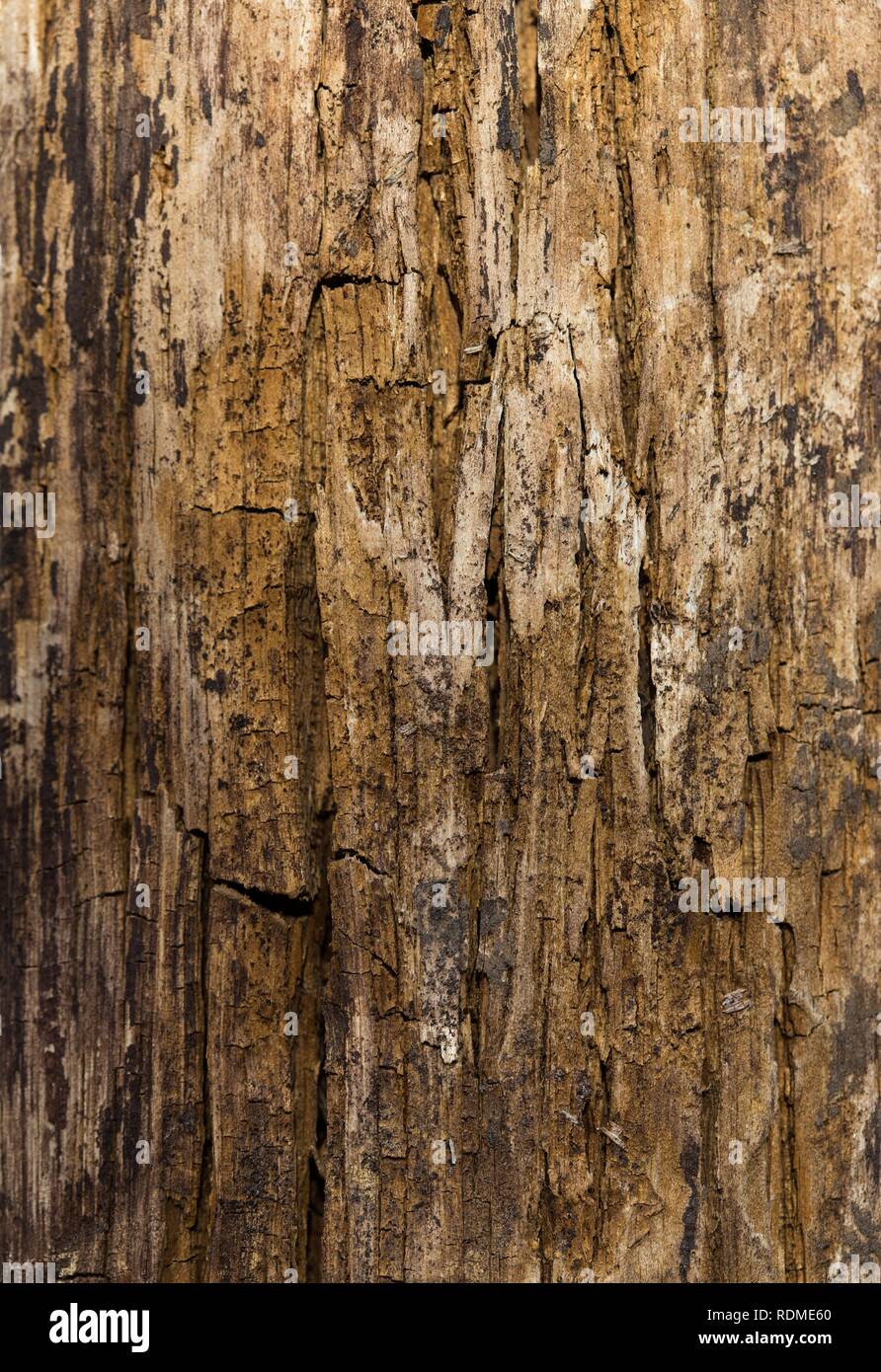 background made of cutted tree texture Stock Photo - Alamy