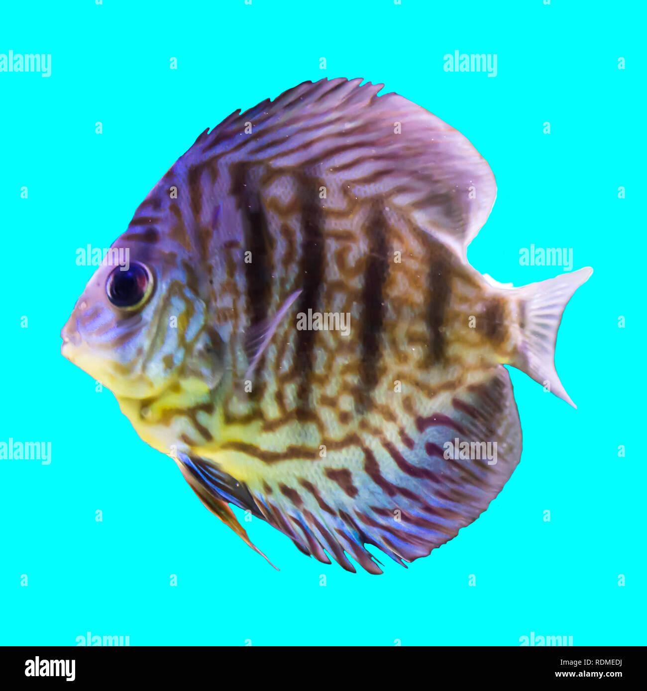 Tropical striped freshwater fish in an aquarium. Isolated photo on blue ...
