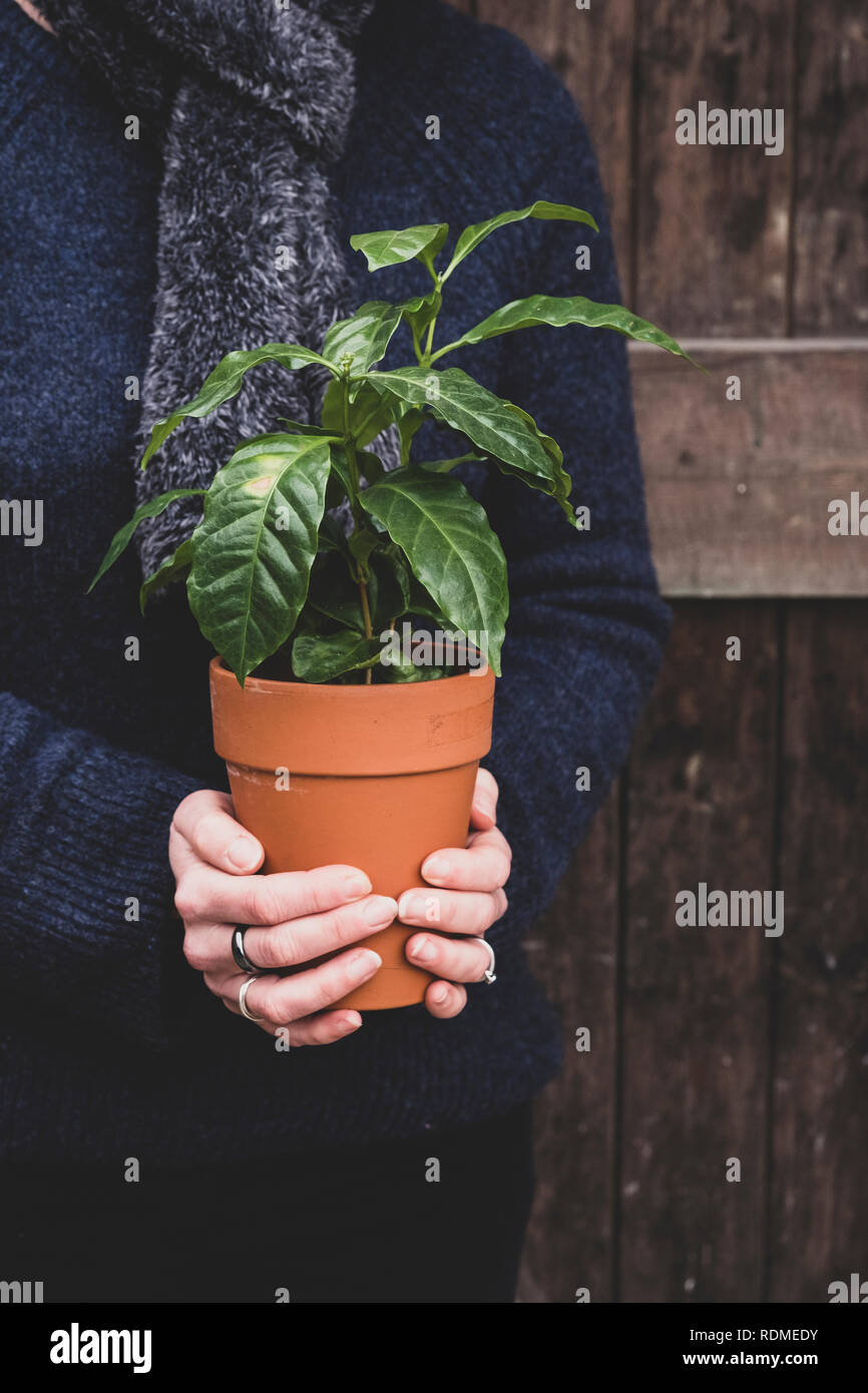 Small coffee plant hi-res stock photography and images - Alamy