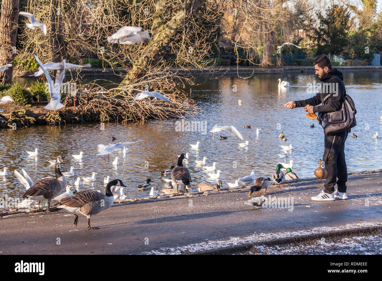 Feeding ducks man hi-res stock photography and images - Alamy