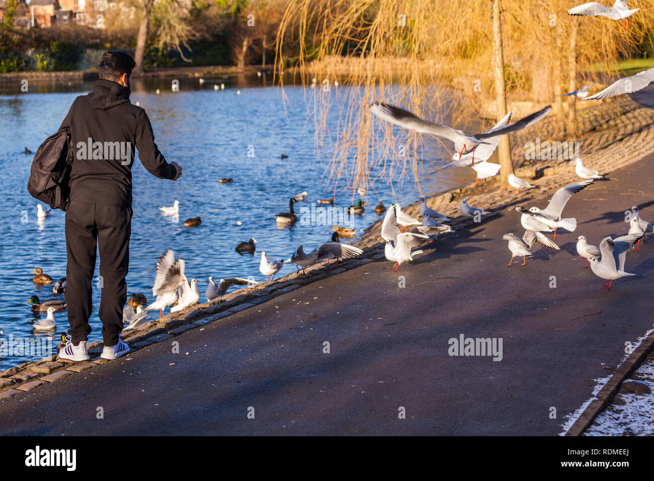 Man ducks hi-res stock photography and images - Alamy