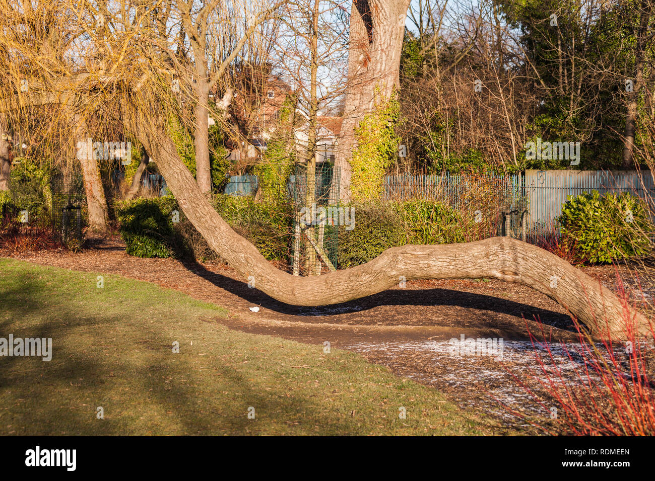 Curved tree trunk hi-res stock photography and images - Alamy
