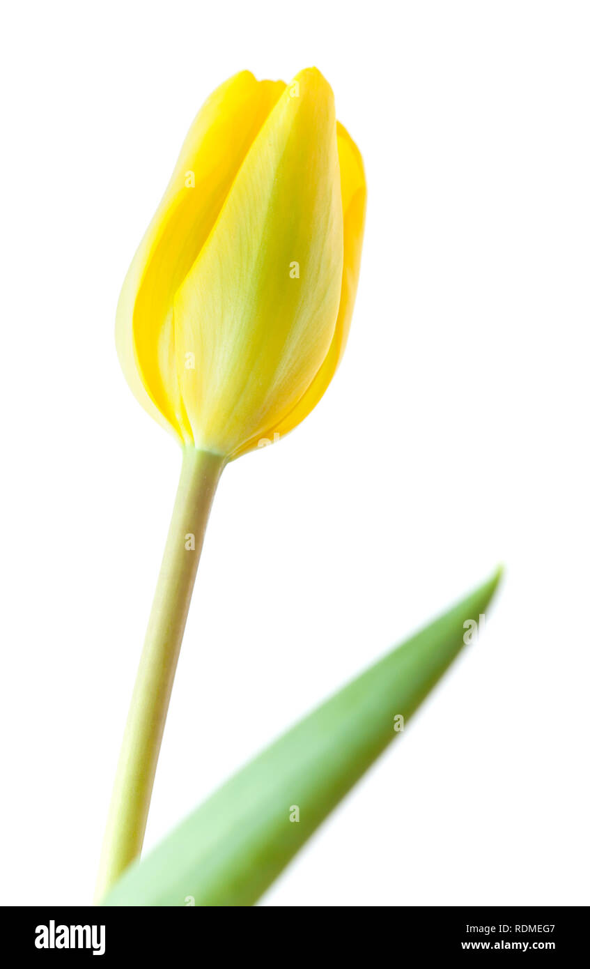 single tulip flower isolated on white background Stock Photo - Alamy