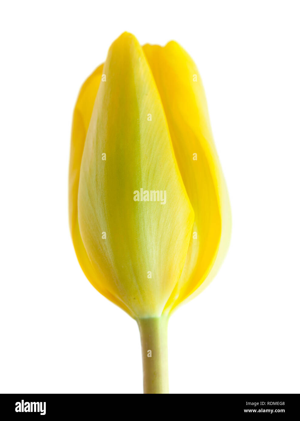single tulip flower isolated on white background Stock Photo - Alamy