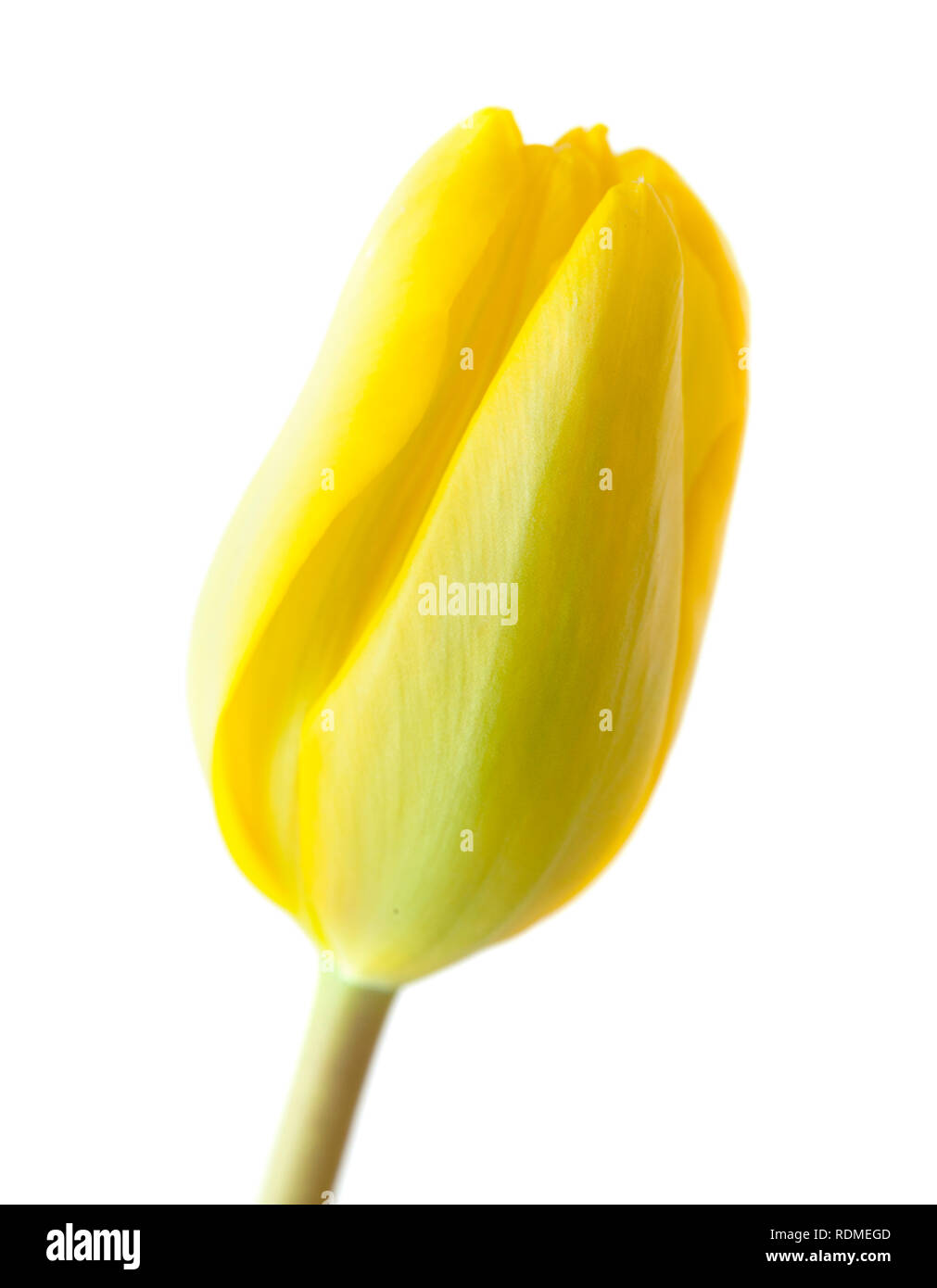 single tulip flower isolated on white background Stock Photo - Alamy