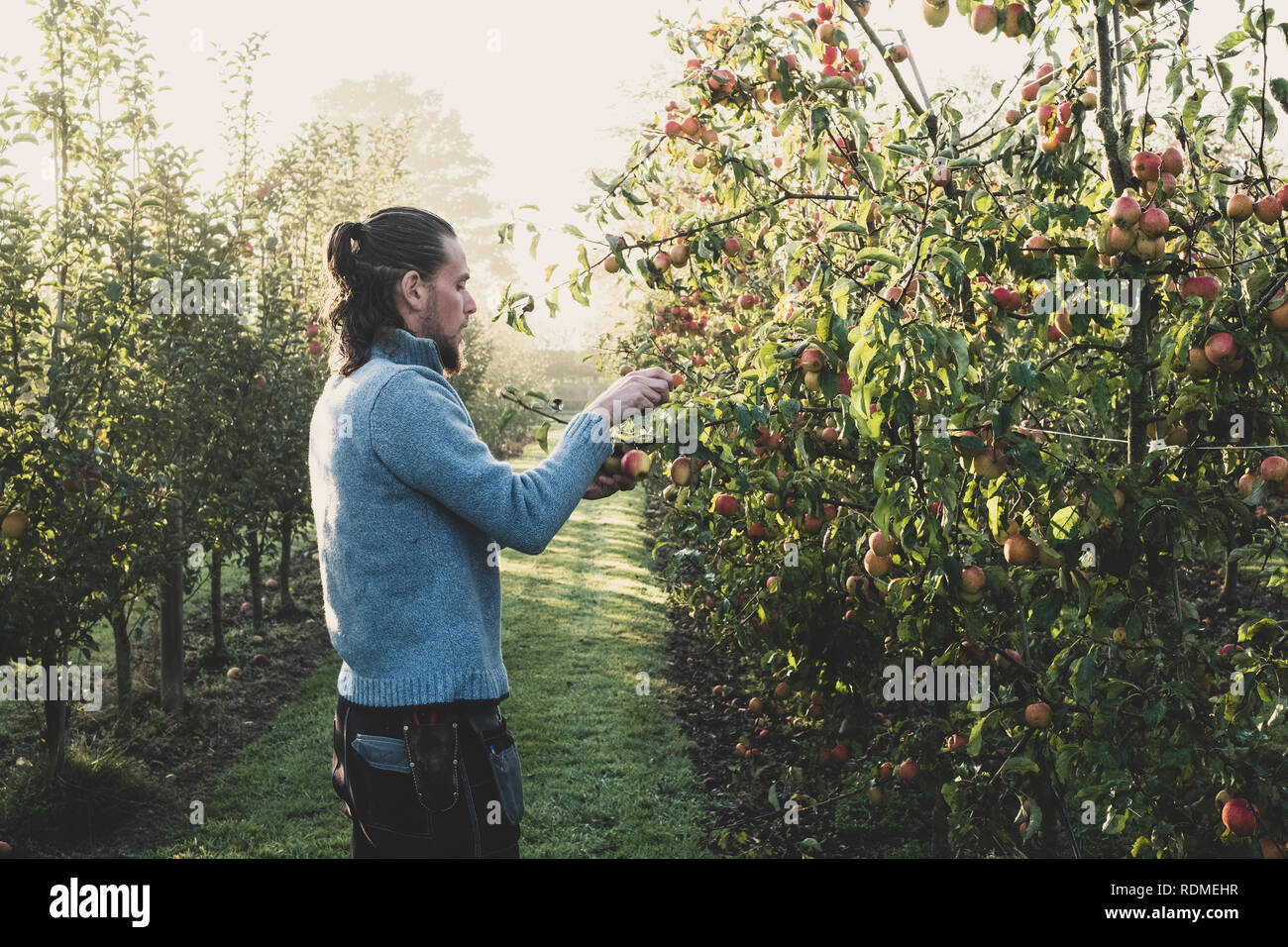 Man standing in apple orchard, picking apples from tree. Apple harvest ...