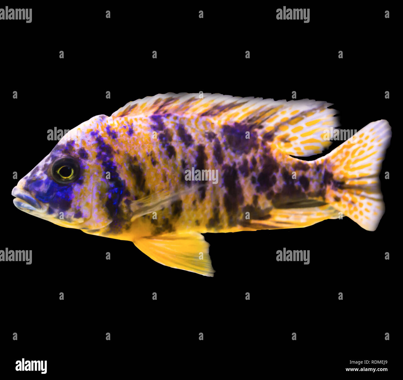 Spotted fish from the tropical seas. Isolated photo on black background ...